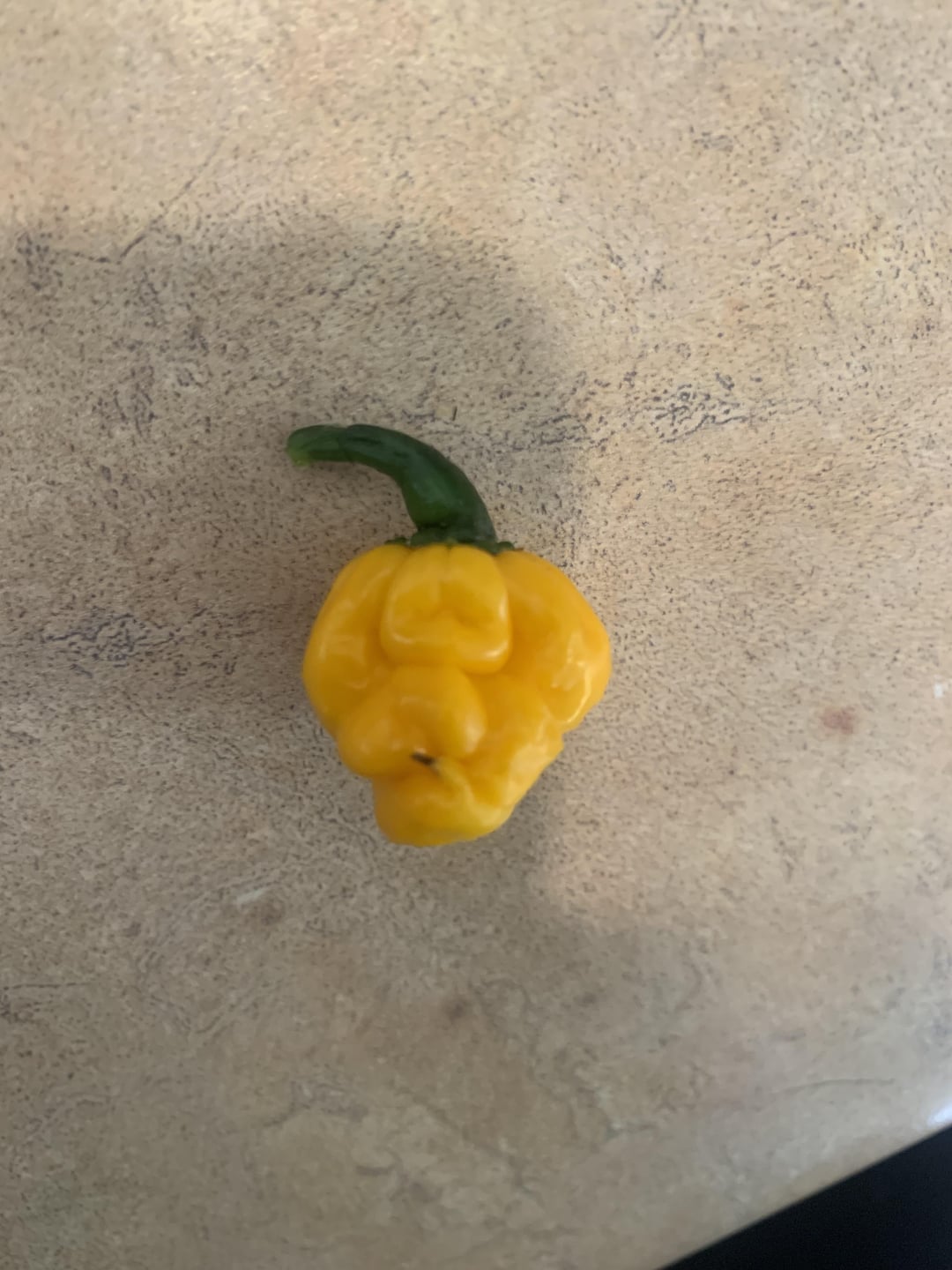 Scotch bonnet with a monkey face - Chili Chili