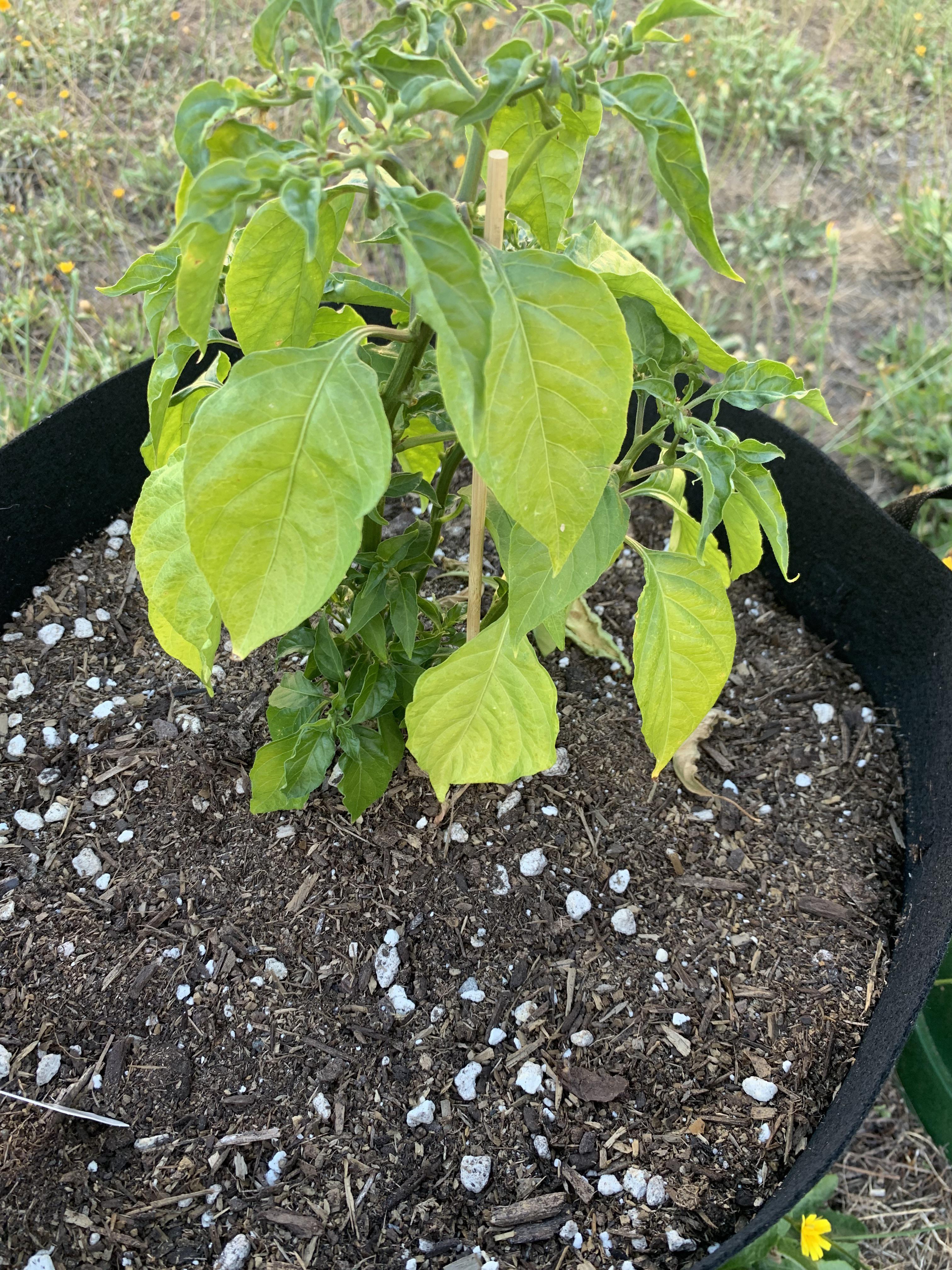 Yellow droopy leaves on young habenero, over or under watering? - Chili ...