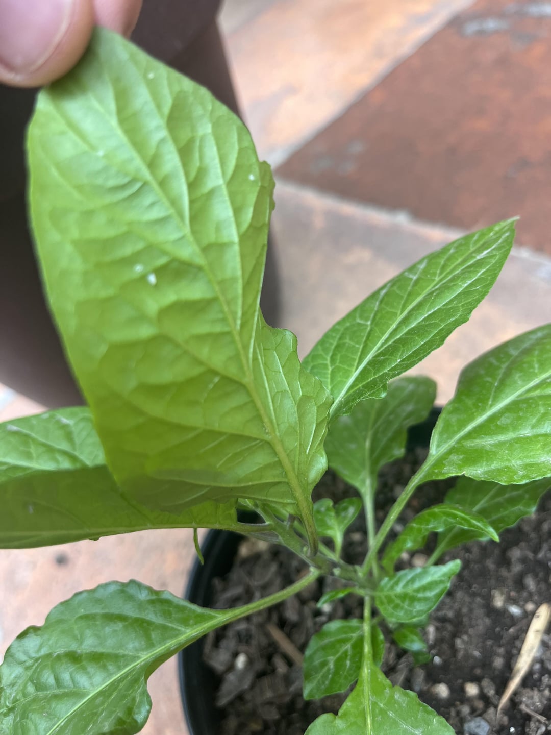 What are these white bugs? - Chili Chili