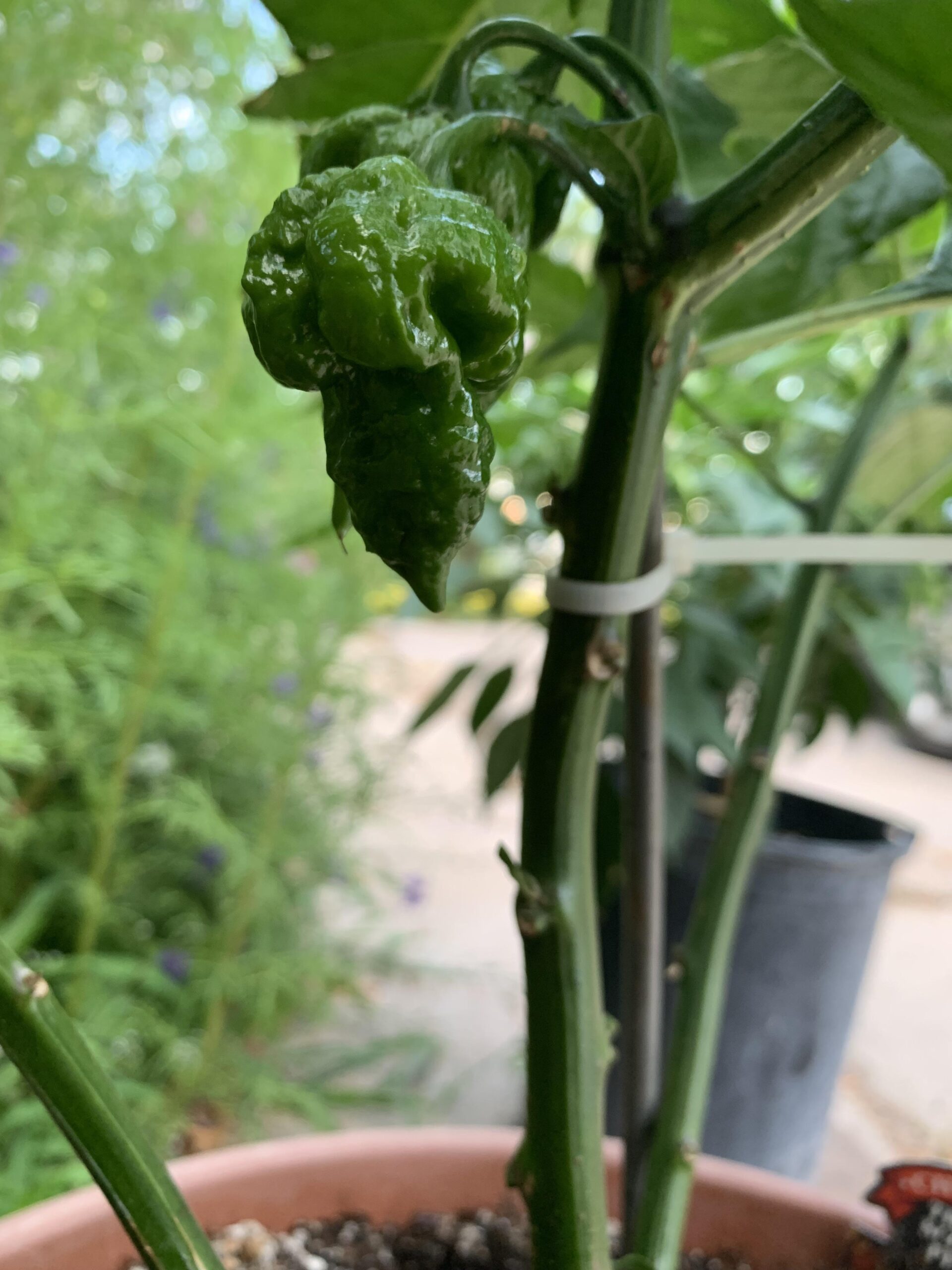 My scorpions are starting to look scary lol - Chili Chili