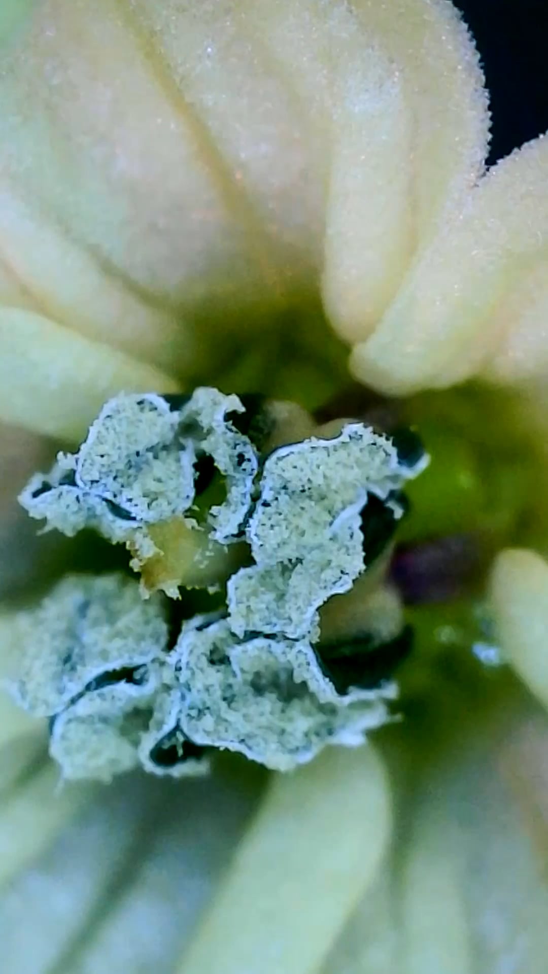 Pepper flower under microscope (learning how to take good shots ...