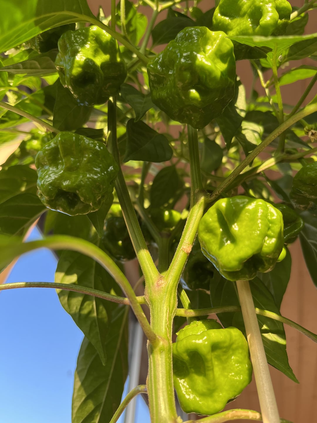 Chocolate Scotch Bonnet infested with something? - Chili Chili