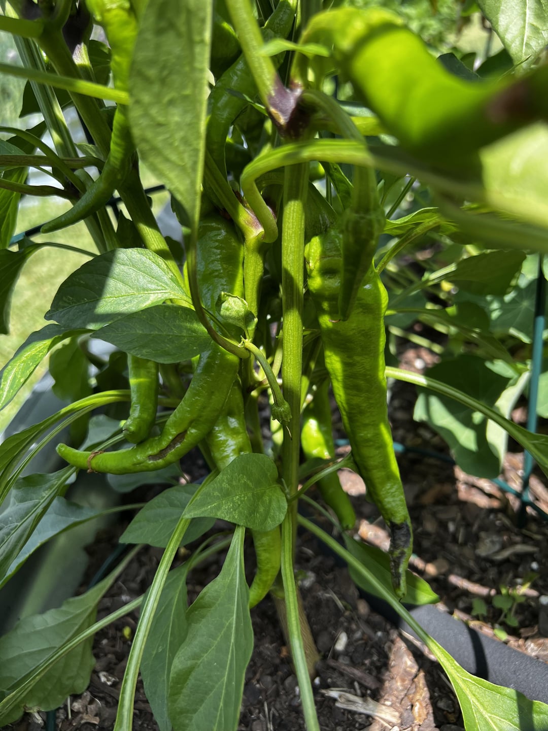 Need help identifying peppers. - Chili Chili
