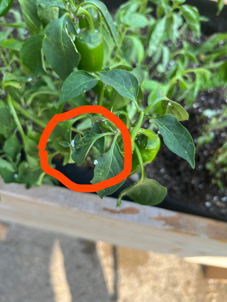What are these spiky looking bugs? - Chili Chili