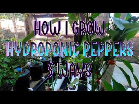 How I grow Hydroponic Peppers, 3 ways - Chili Chili