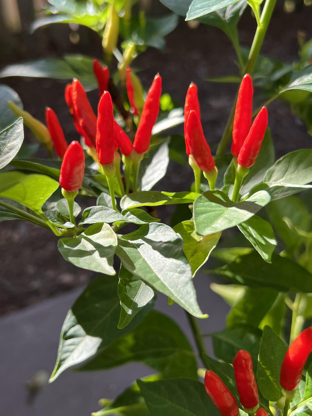 Help identifying type of pepper - Chili Chili