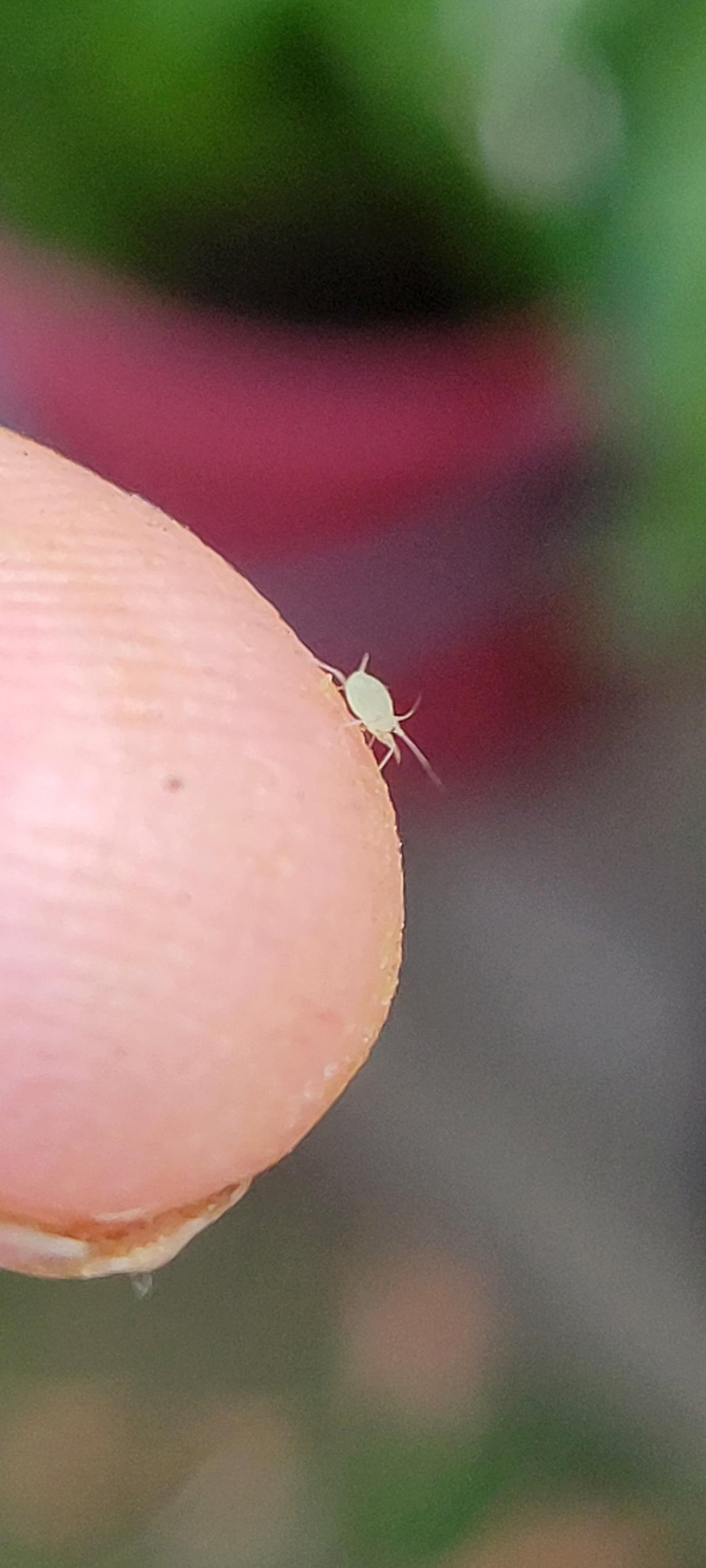 Identify this bug! - Chili Chili