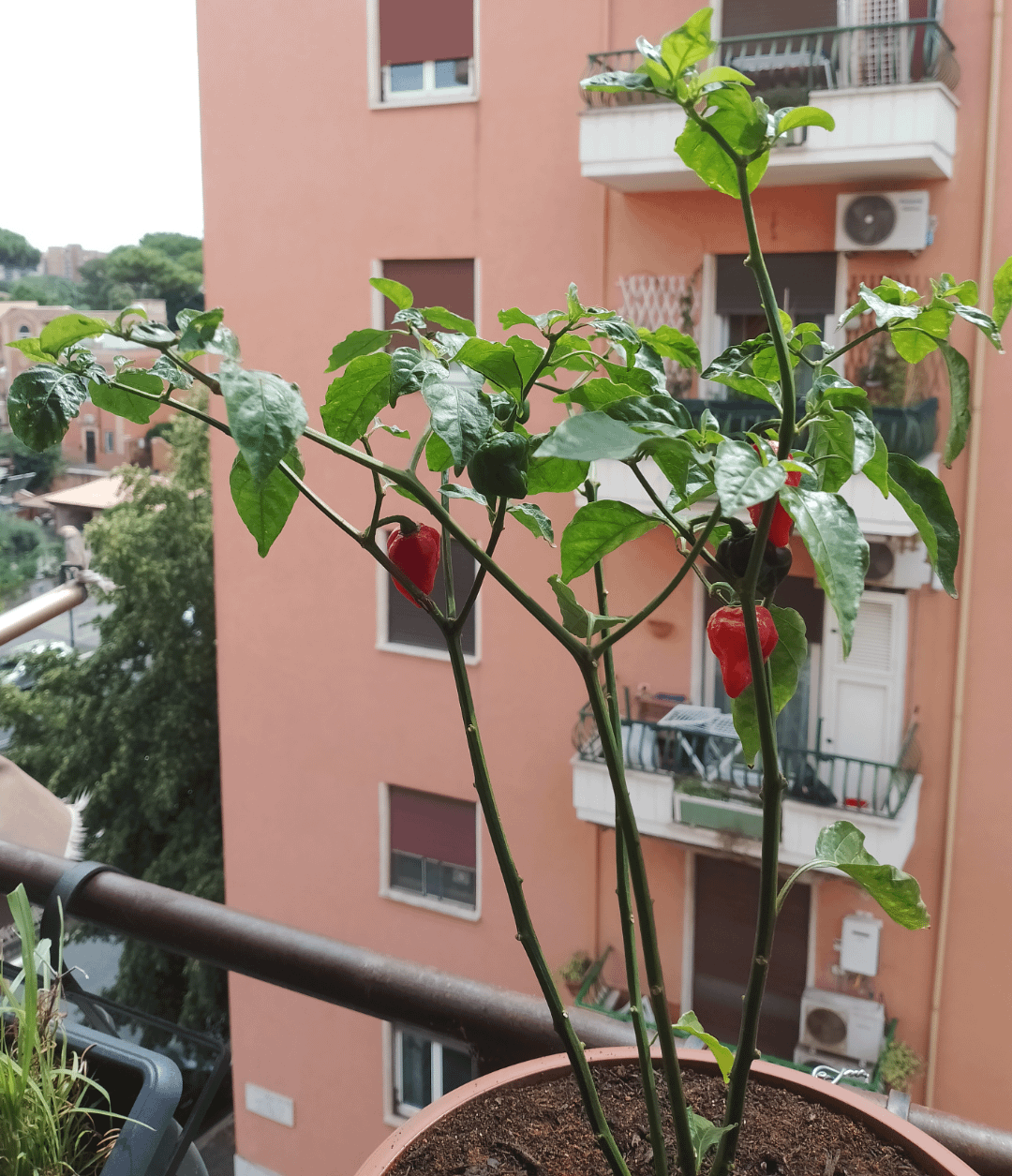 How do they look? - Chili Chili