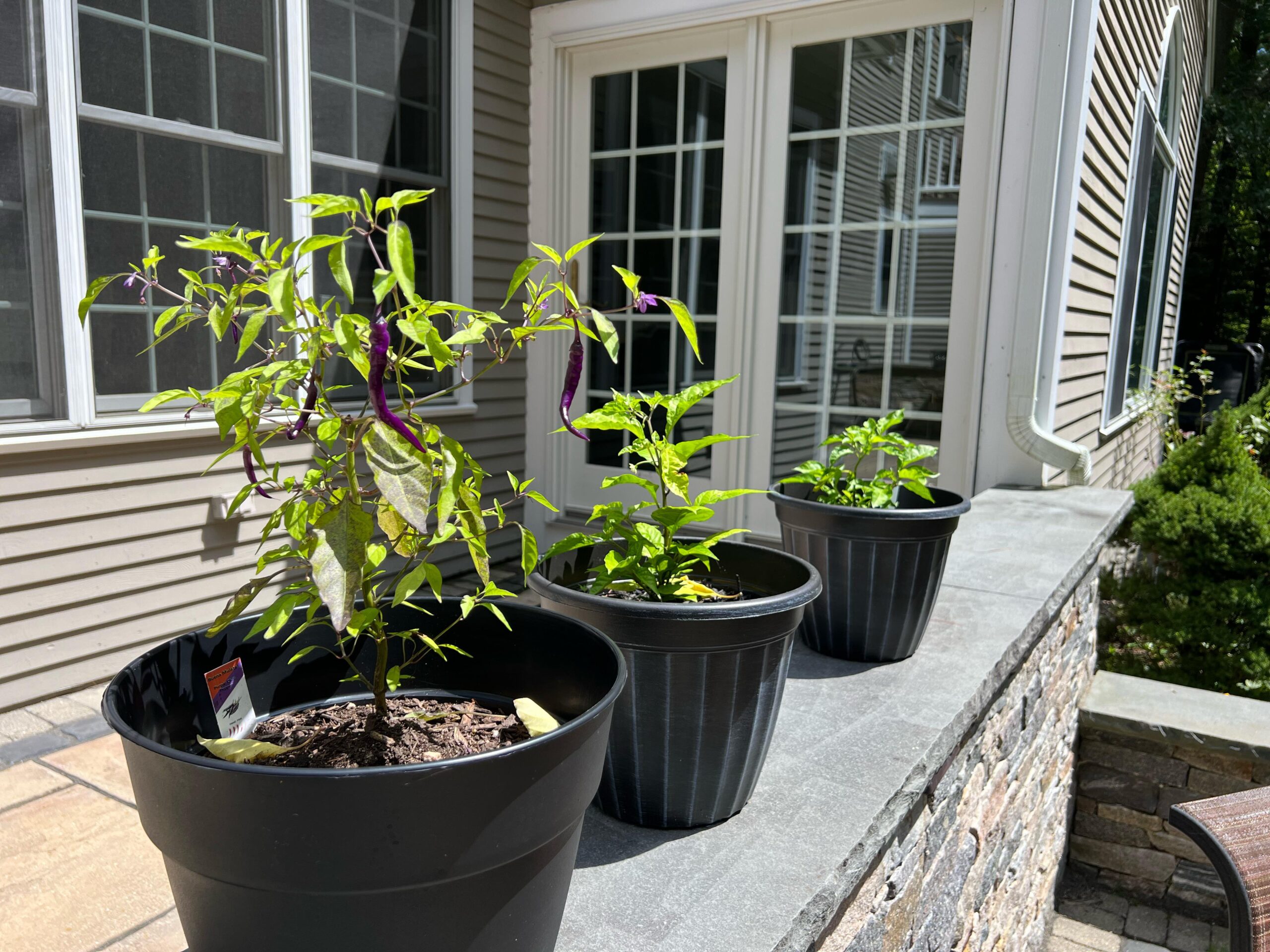 Purple Thai chilli, reaper, death spiral - just proud of my plants ...