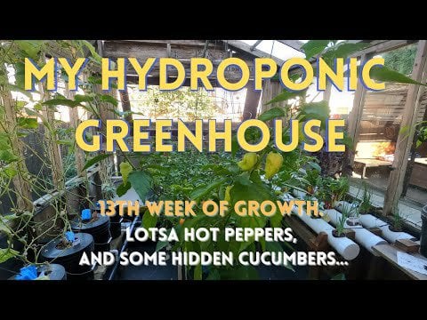 My Hydroponic Greenhouse, 13th week of growth. Lotsa hot peppers, and ...