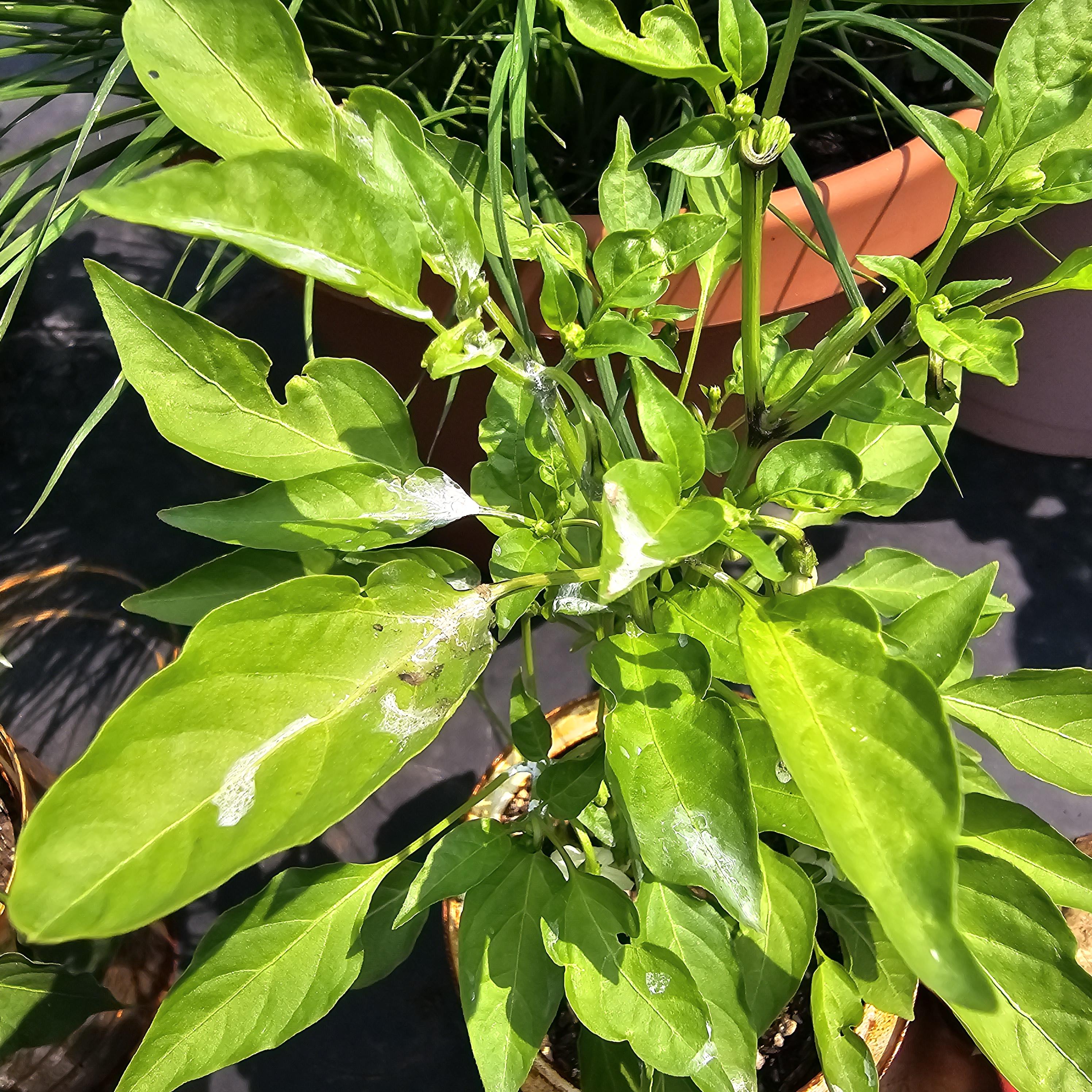 Is there a pepper disease that looks like bird poop or did a bird ...
