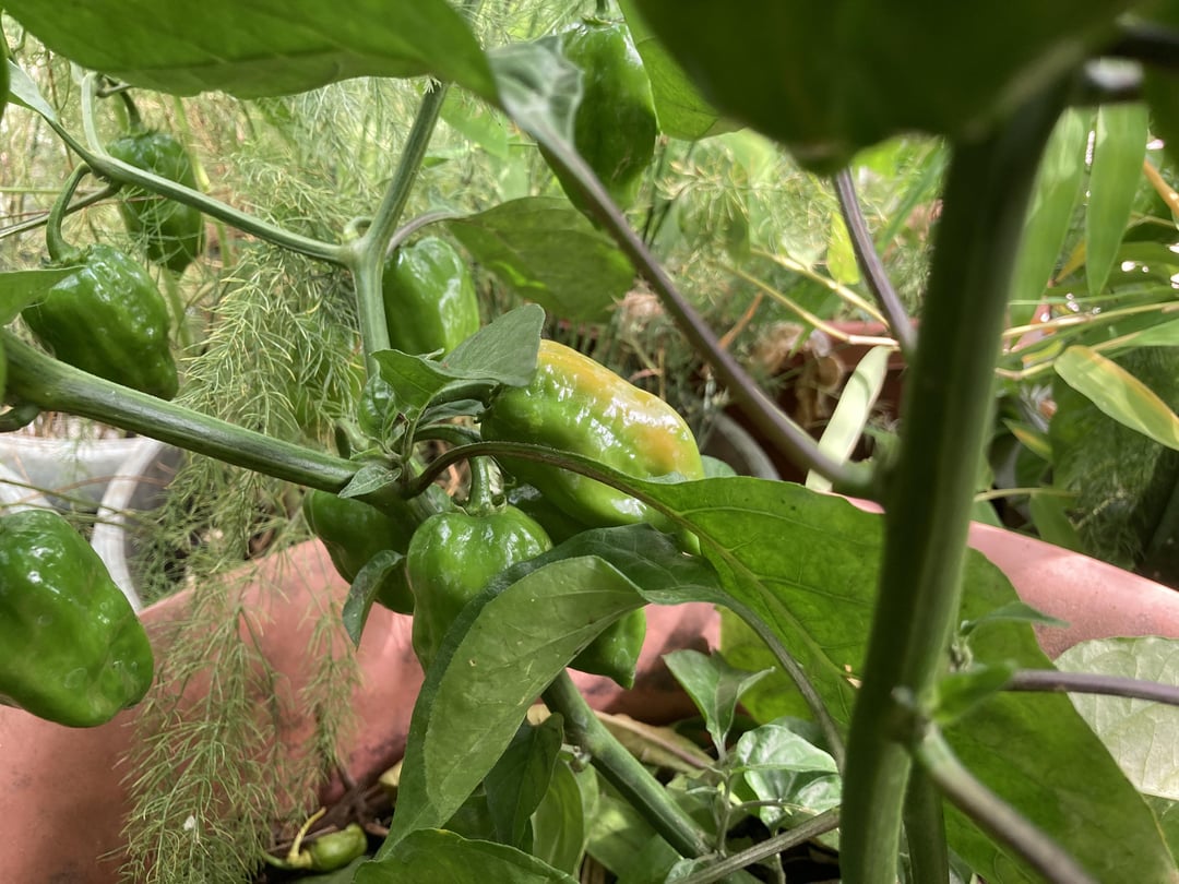 Orange Habanero - Color Change (Day 3 Update) - Chili Chili