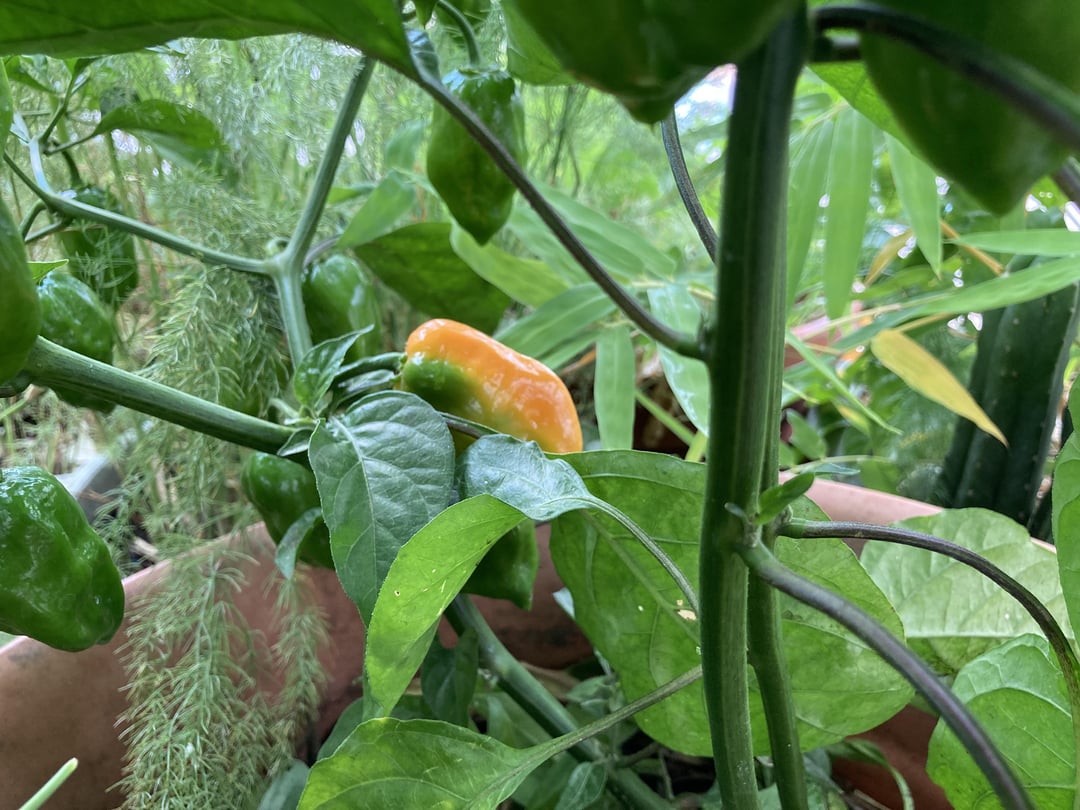 Orange Habanero - Color Change (Day 3 Update) - Chili Chili