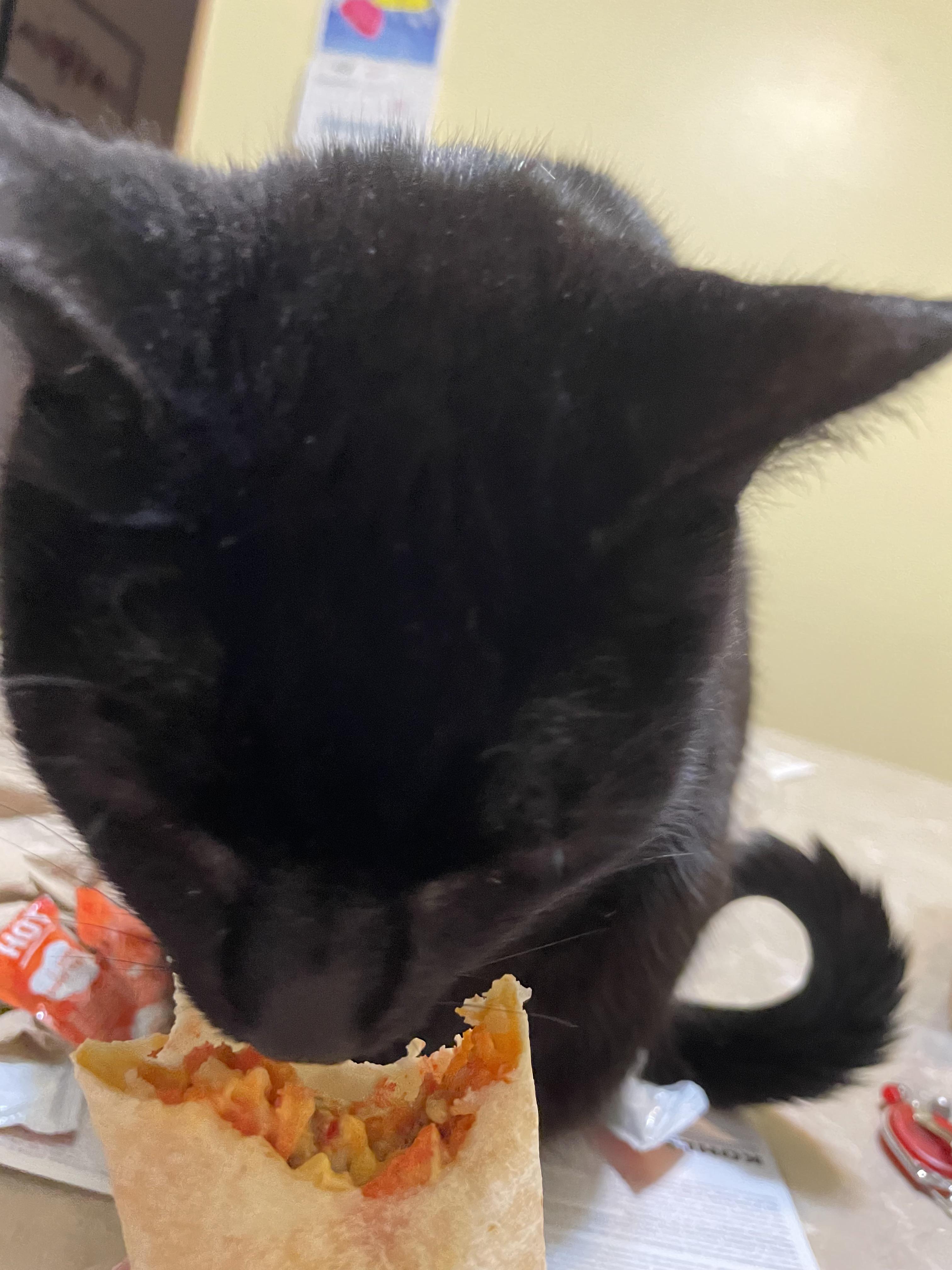 My cat is super stoked the beefy crunch is back - Chili Chili