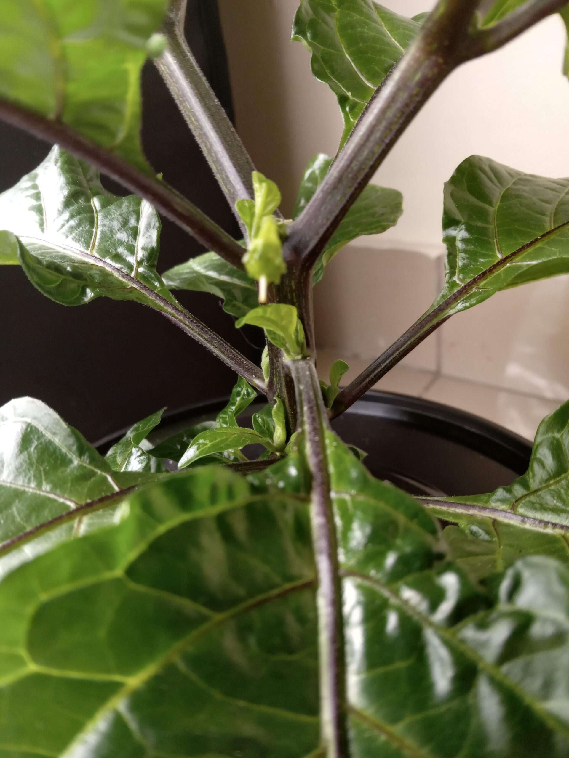 Jesus Christ finally - Chili Chili