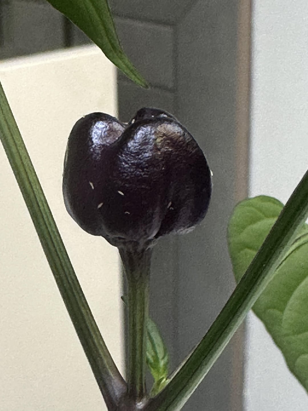 Pepper maggots?? - Chili Chili