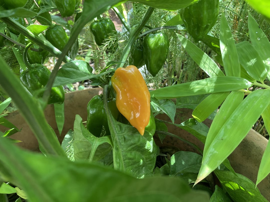 Orange Habanero - Color Change (Day 3 Update) - Chili Chili