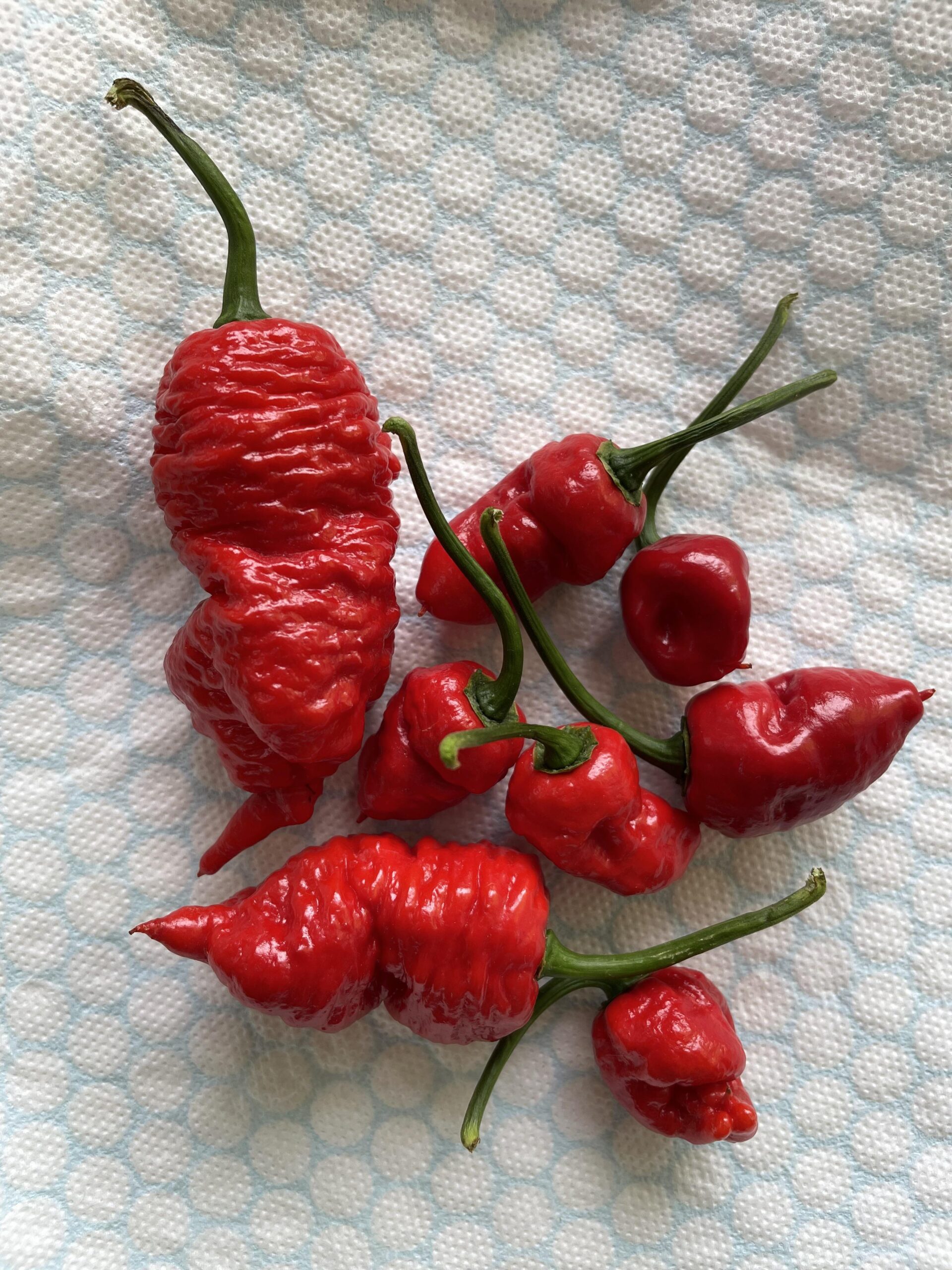 What can I do with these death spirals? - Chili Chili