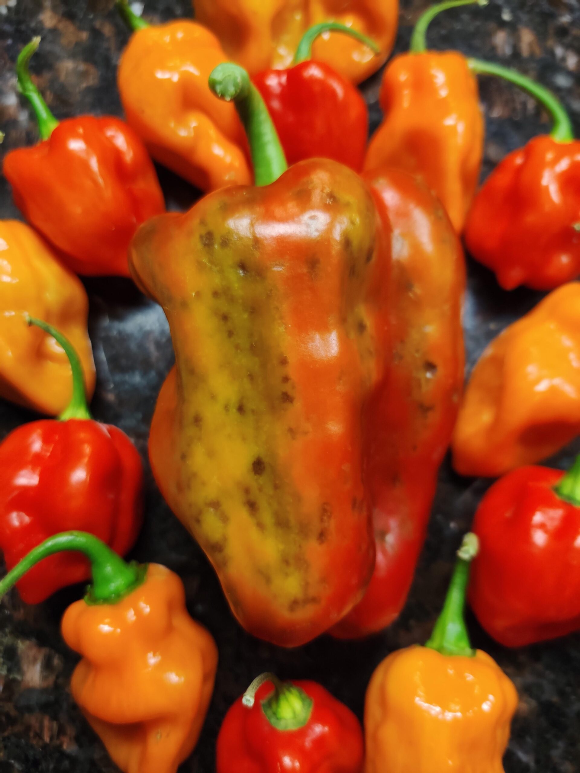 Black Spots on Bell Pepper - Chili Chili