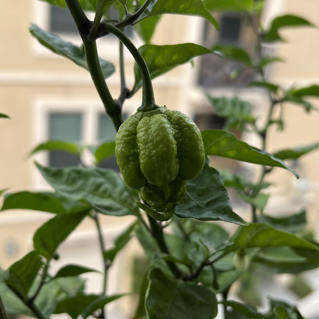 Upcoming Harvest of Dragon’s Breath Peppers Have Tails - Chili Chili