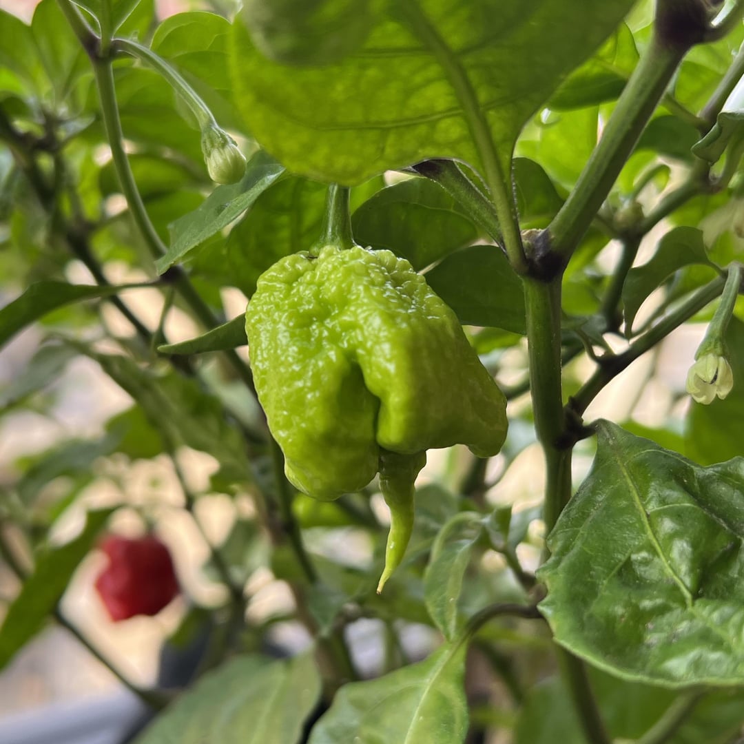 Upcoming Harvest of Dragon’s Breath Peppers Have Tails - Chili Chili