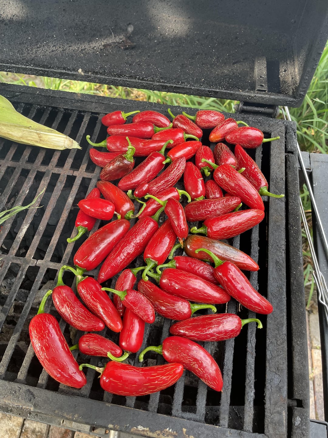 Some fresh peppers to pickle and make chipotles! - Chili Chili