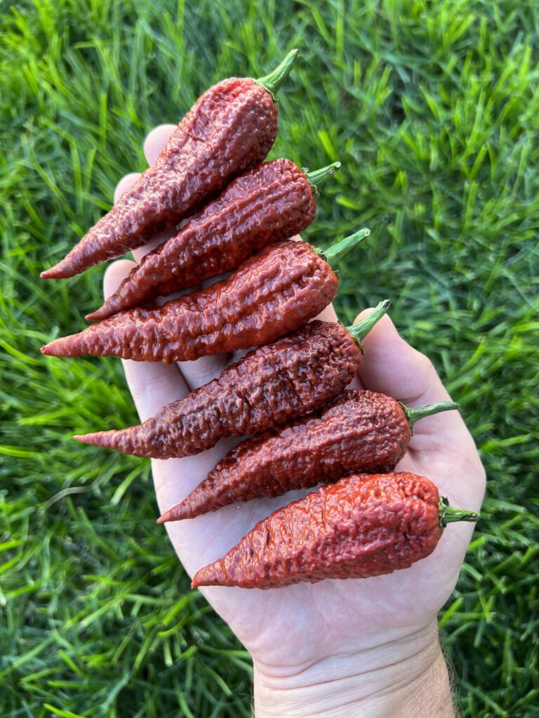 Leviathan Gnarly Scorpion - Chili Chili