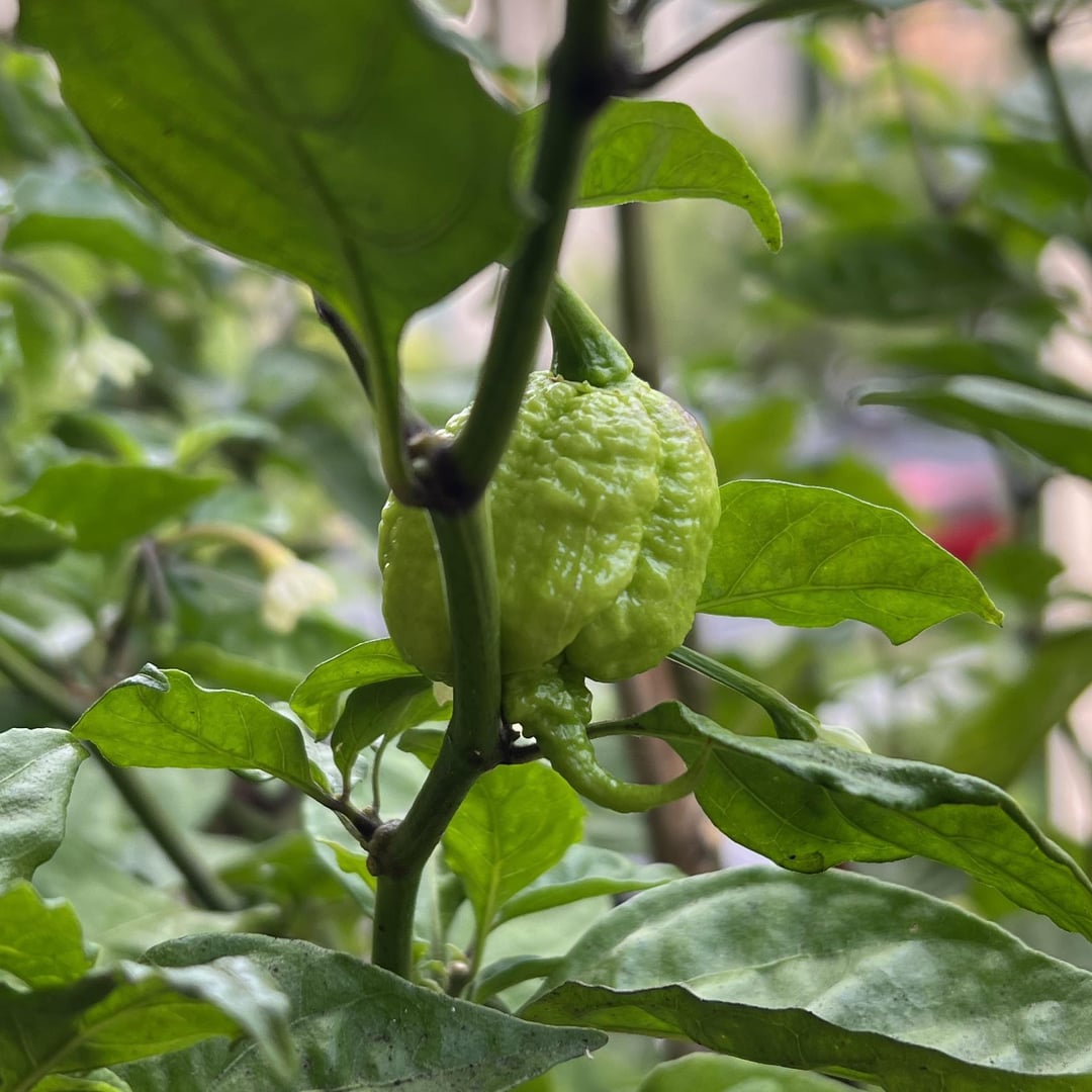 Upcoming Harvest of Dragon’s Breath Peppers Have Tails - Chili Chili