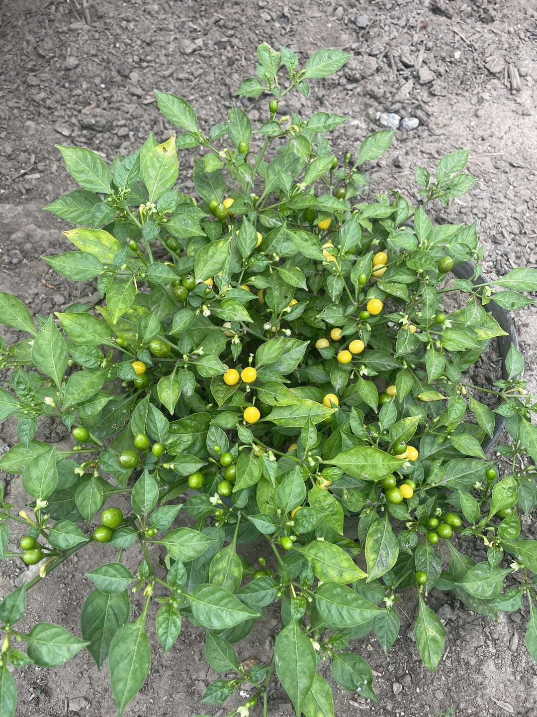 Wild Brazil peppers - Chili Chili