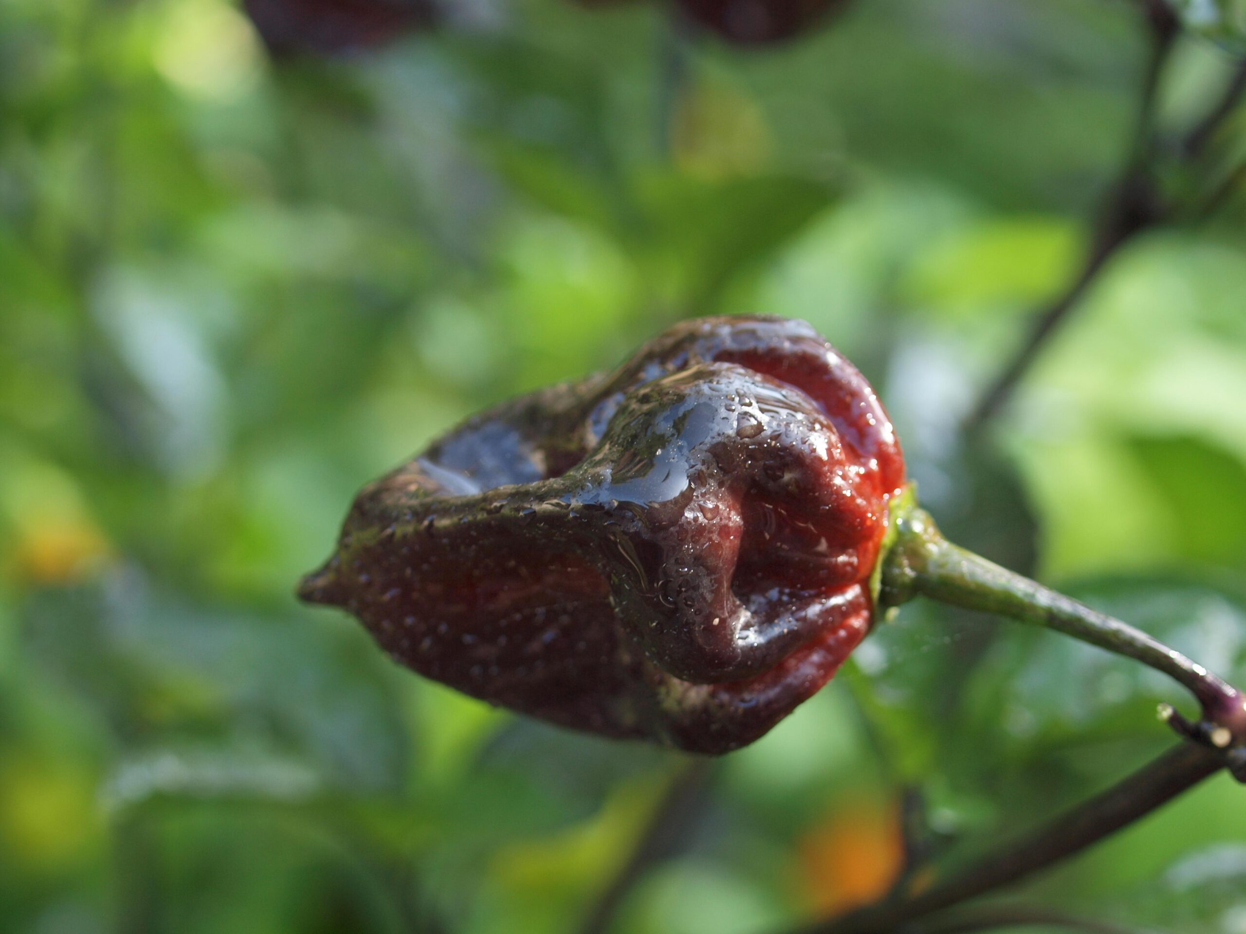 Yaki Blue Fawn - Chili Chili