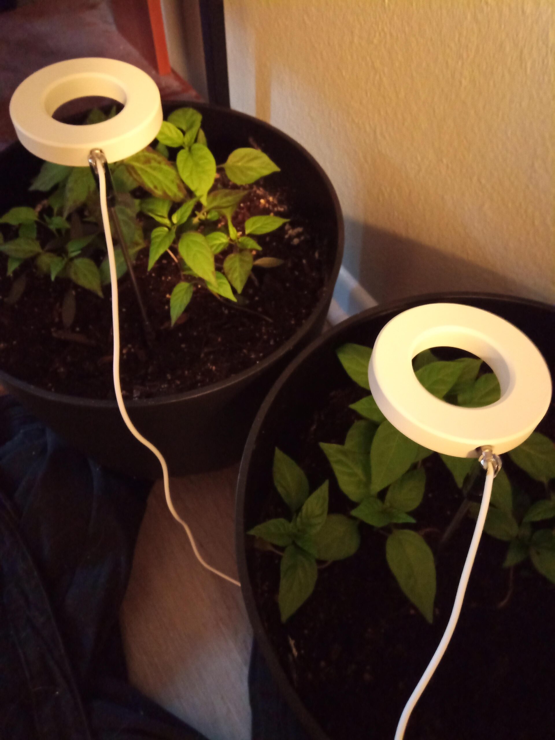 Pepper project/aquarium water experiment - Chili Chili