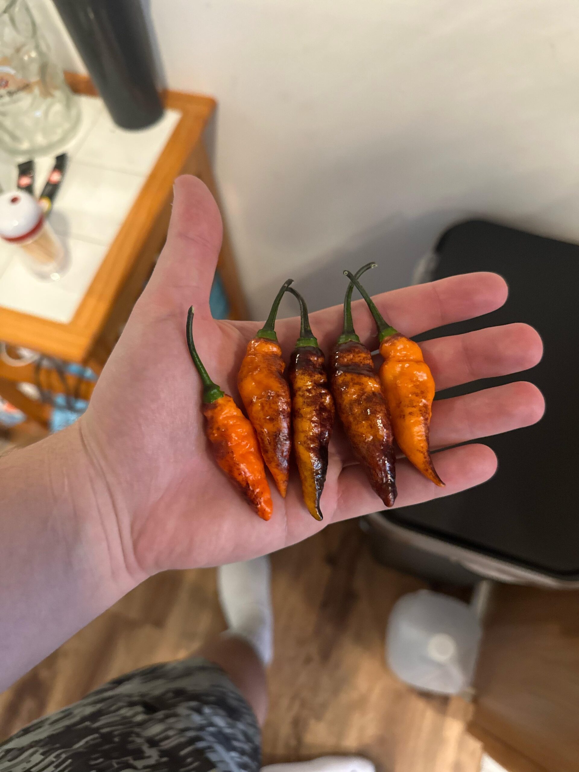 If not butt plug, why butt plug shaped? Black panther peppers - Chili Chili