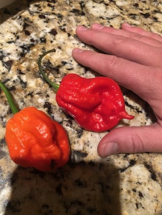 Pepper Identification- Death Spiral Cross? - Chili Chili