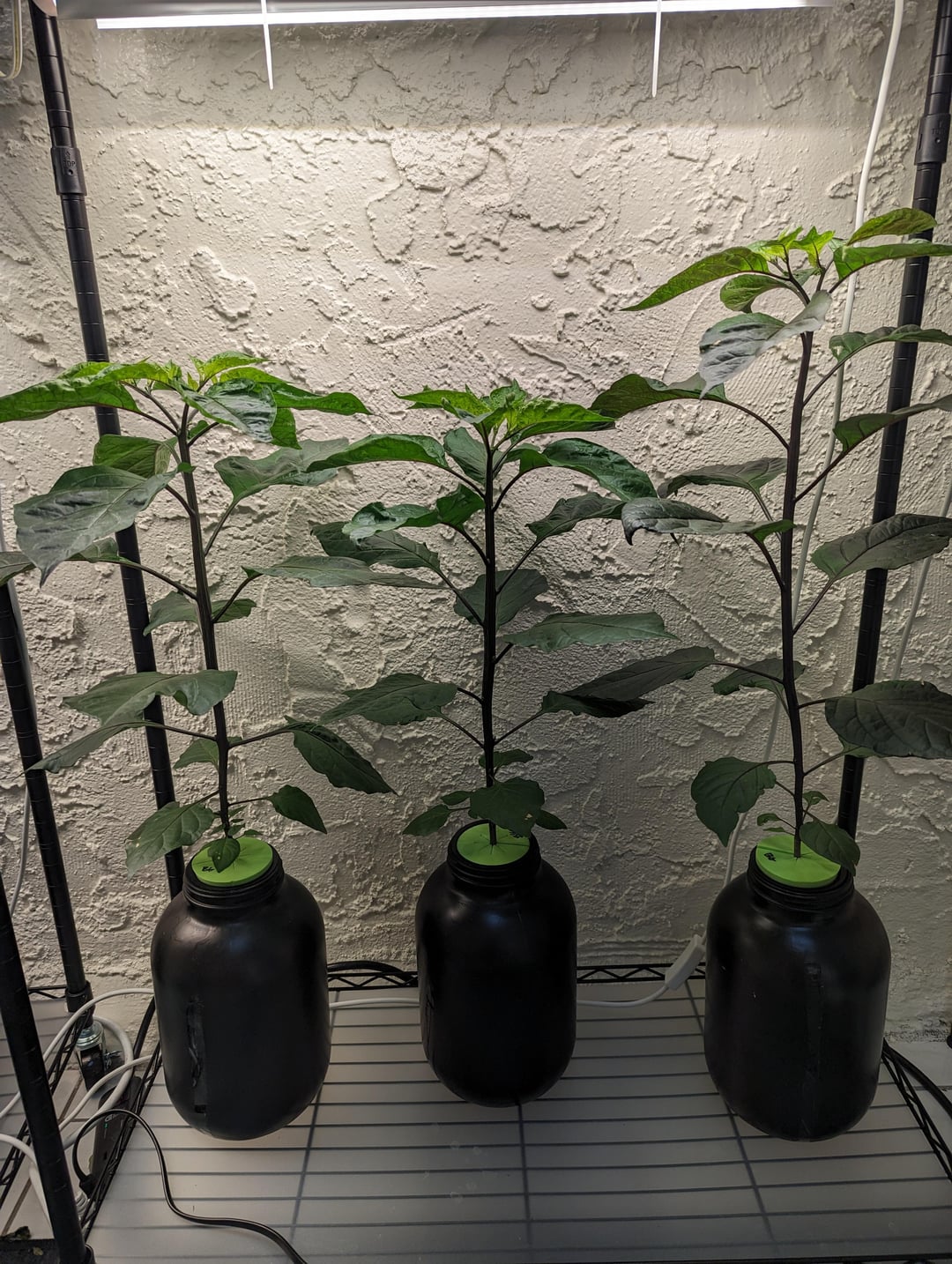 Inside hydro vs outside soil - Chili Chili