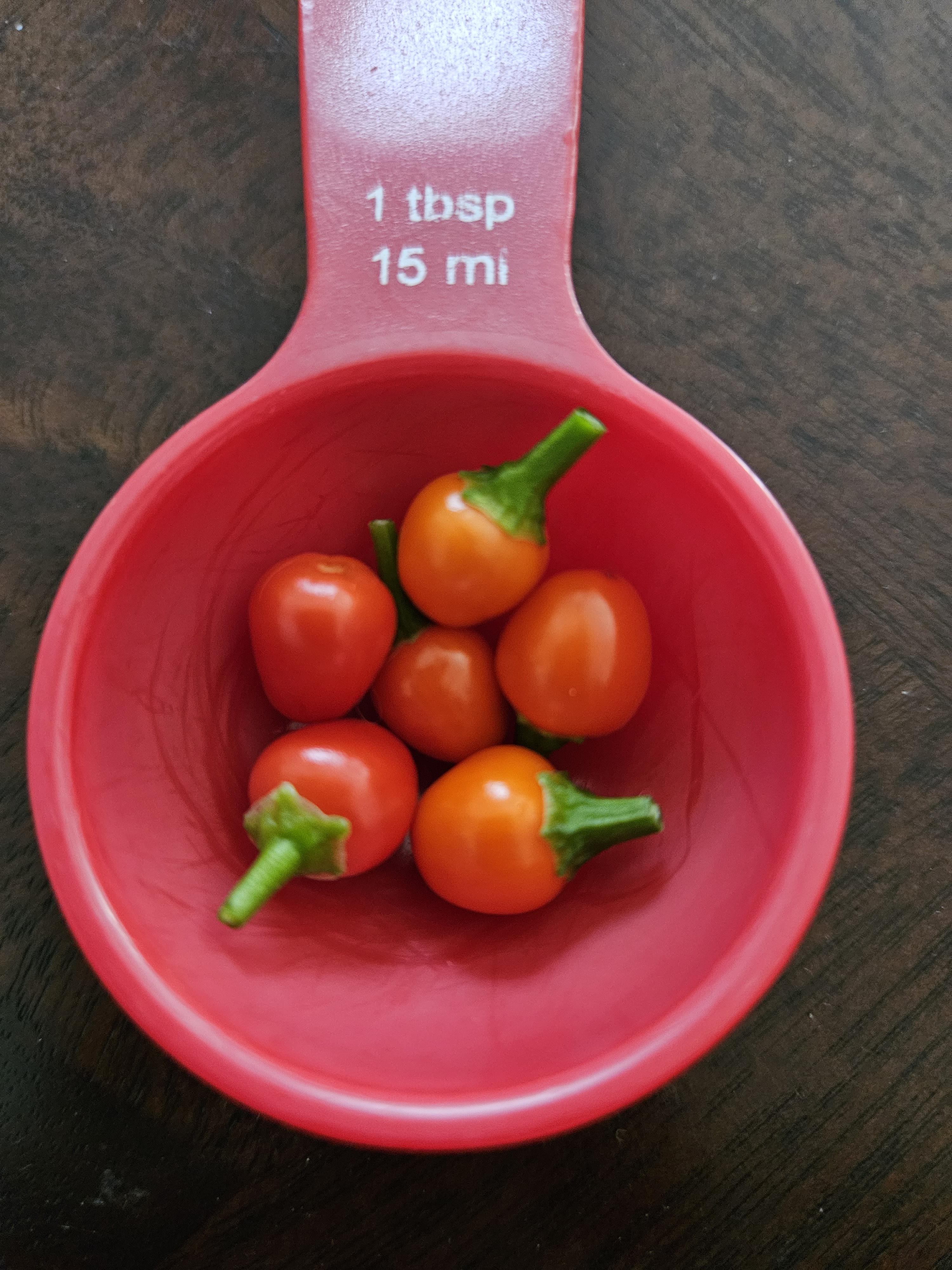 Growing peppers of all sizes this year - Chili Chili