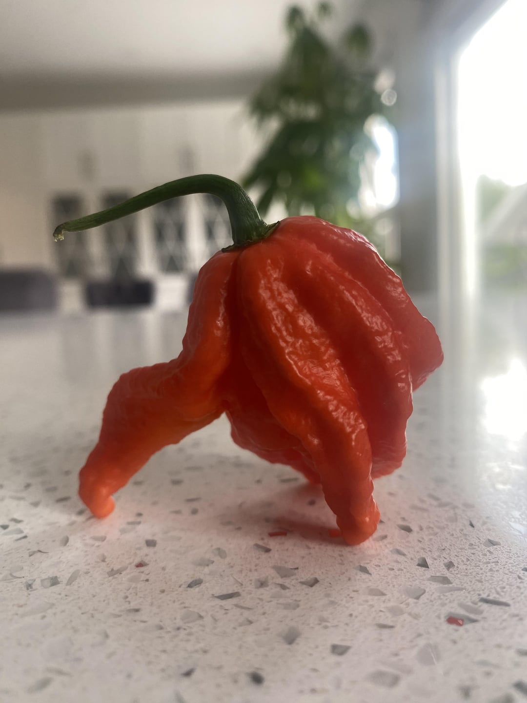 An abomination of a ghost pepper. - Chili Chili