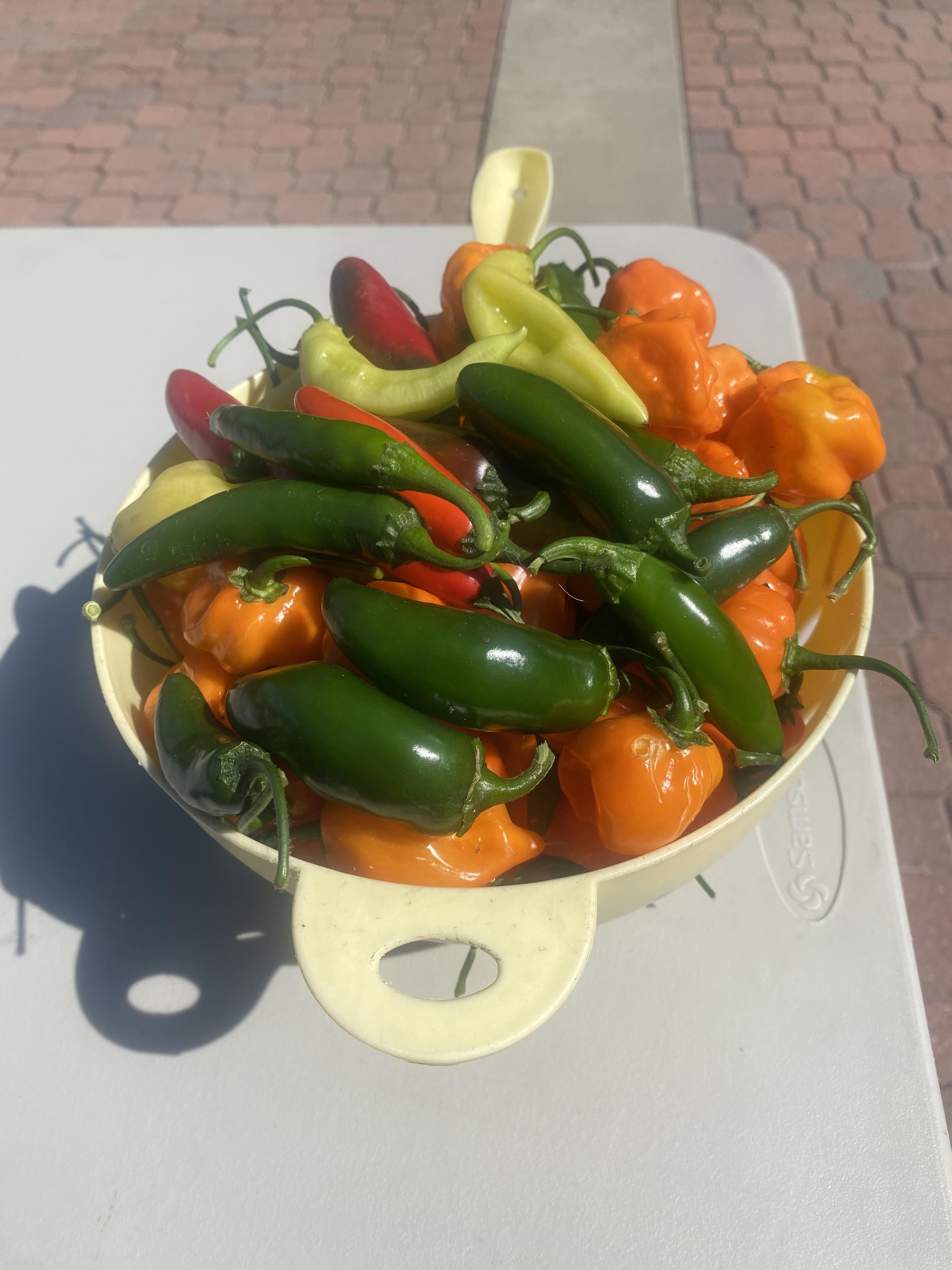 Another Harvest of ripen peppers! - Chili Chili