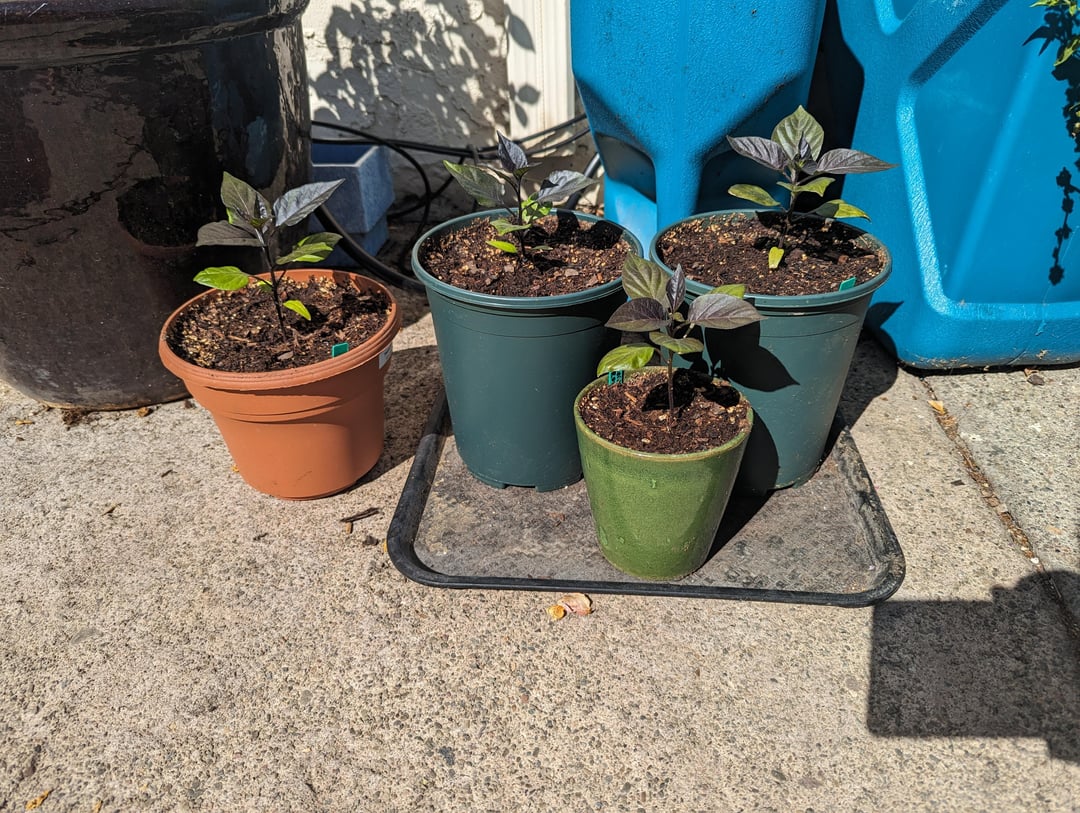 Inside hydro vs outside soil - Chili Chili