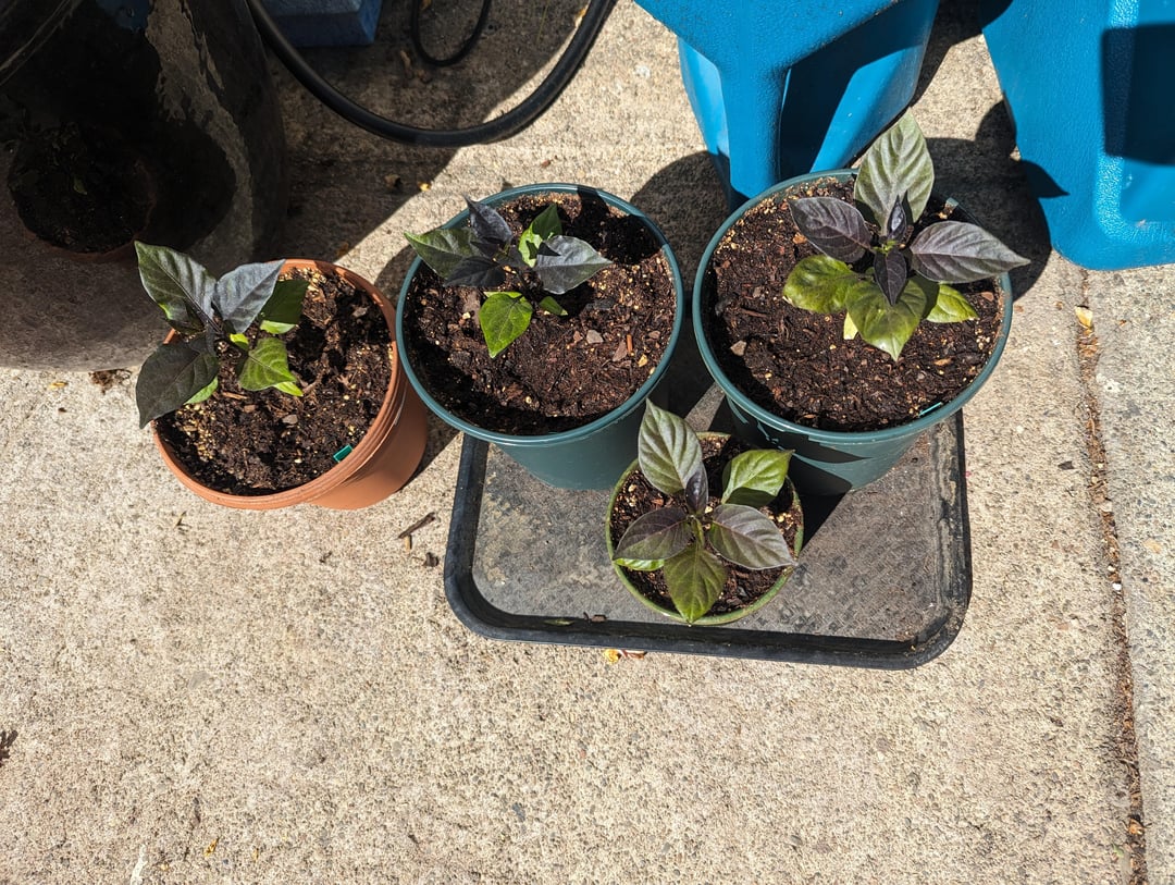 Inside hydro vs outside soil - Chili Chili