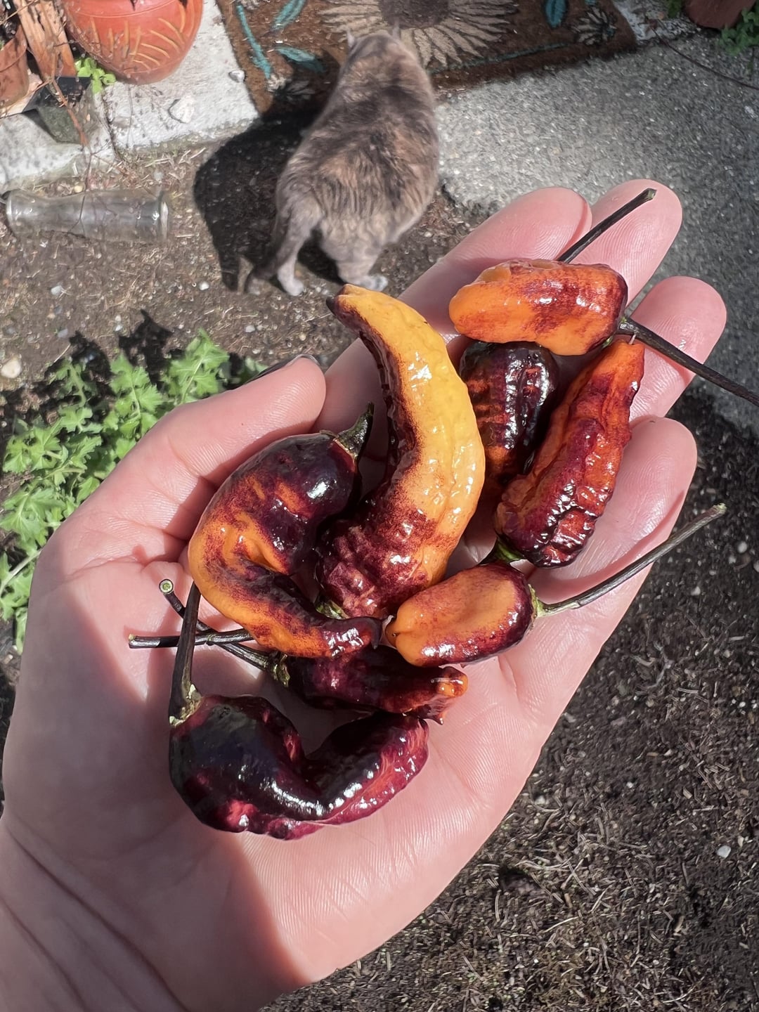 Proud of these Black Panther peppers! - Chili Chili