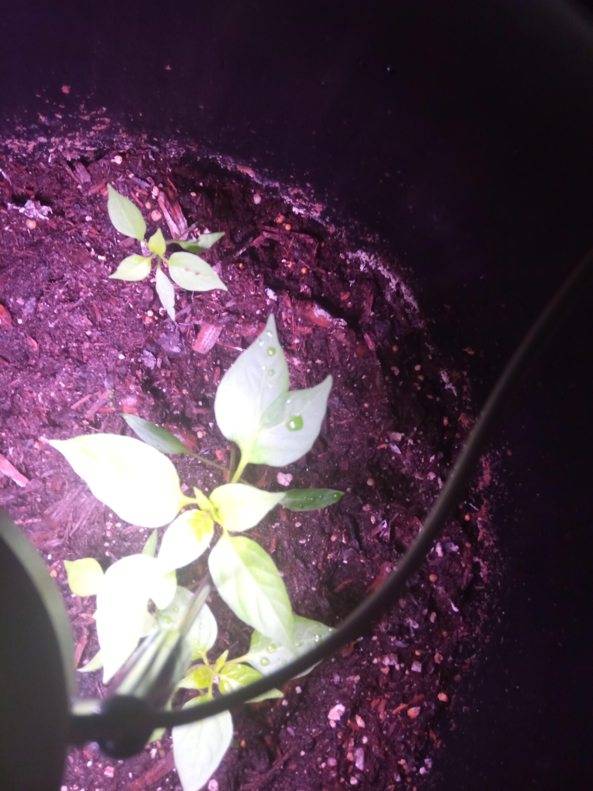 Strange mutation, update on aquarium water experiment - Chili Chili