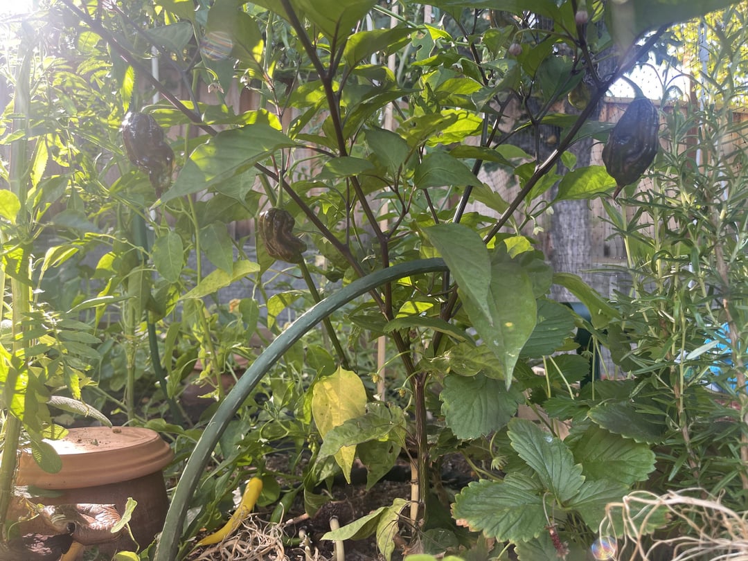 Purple death peppers are coming along. Expecting these to bring the ...