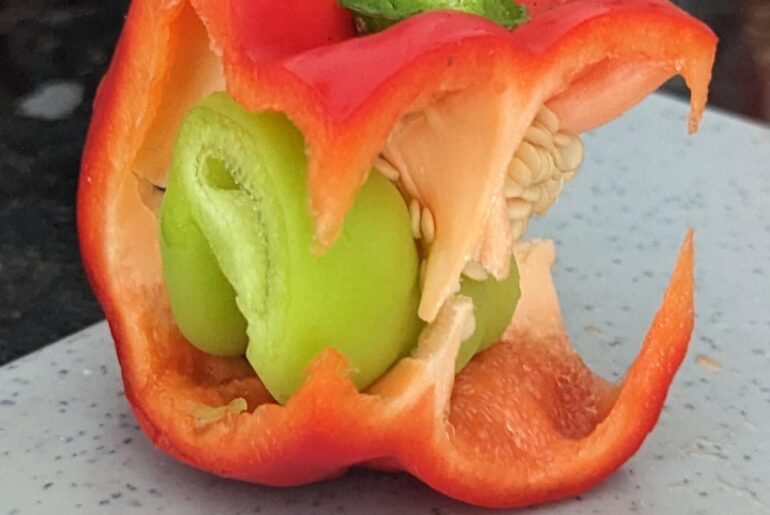 Pepper plant anatomy - Chili Chili