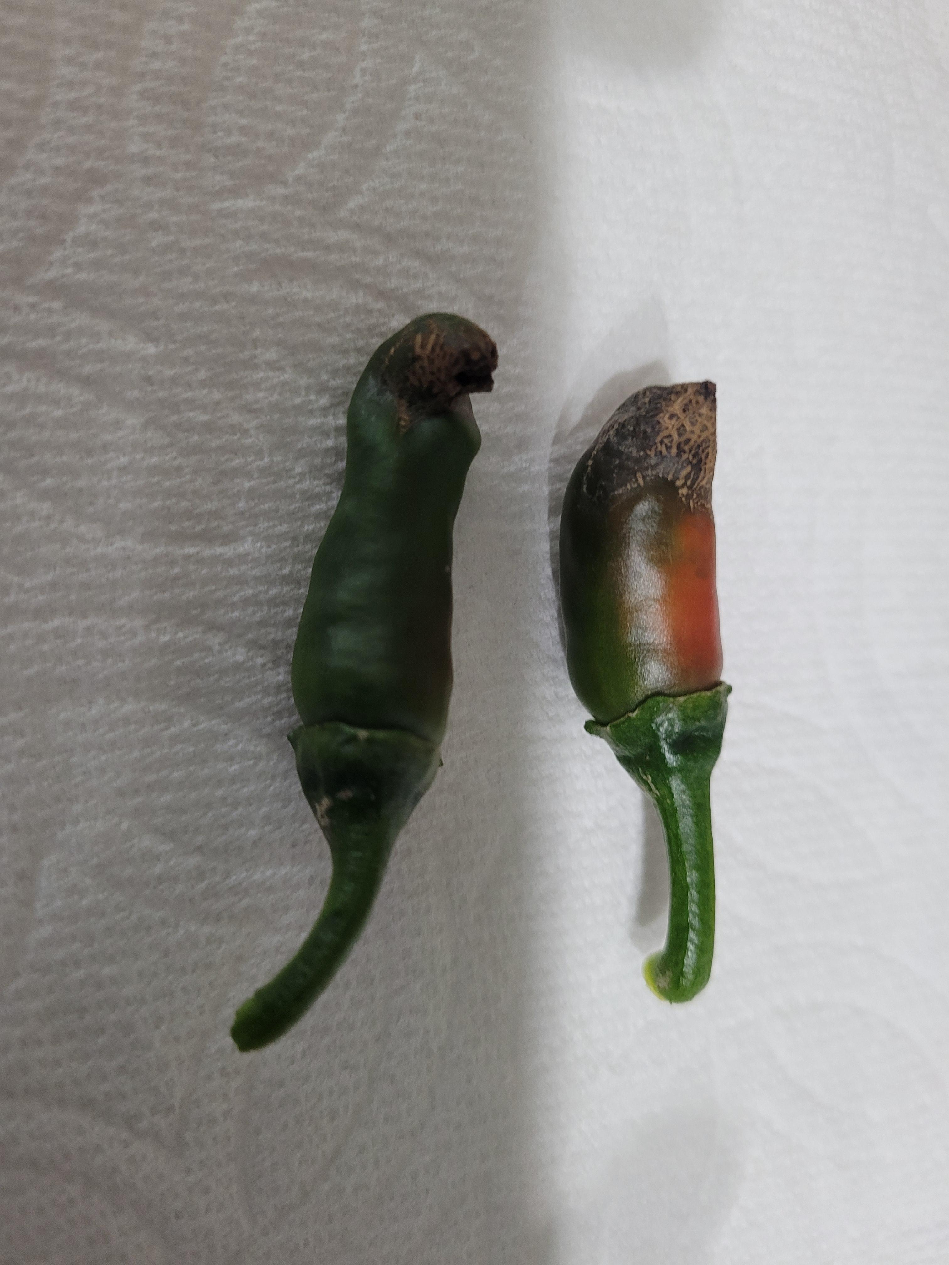 Blossom end rot? - Chili Chili