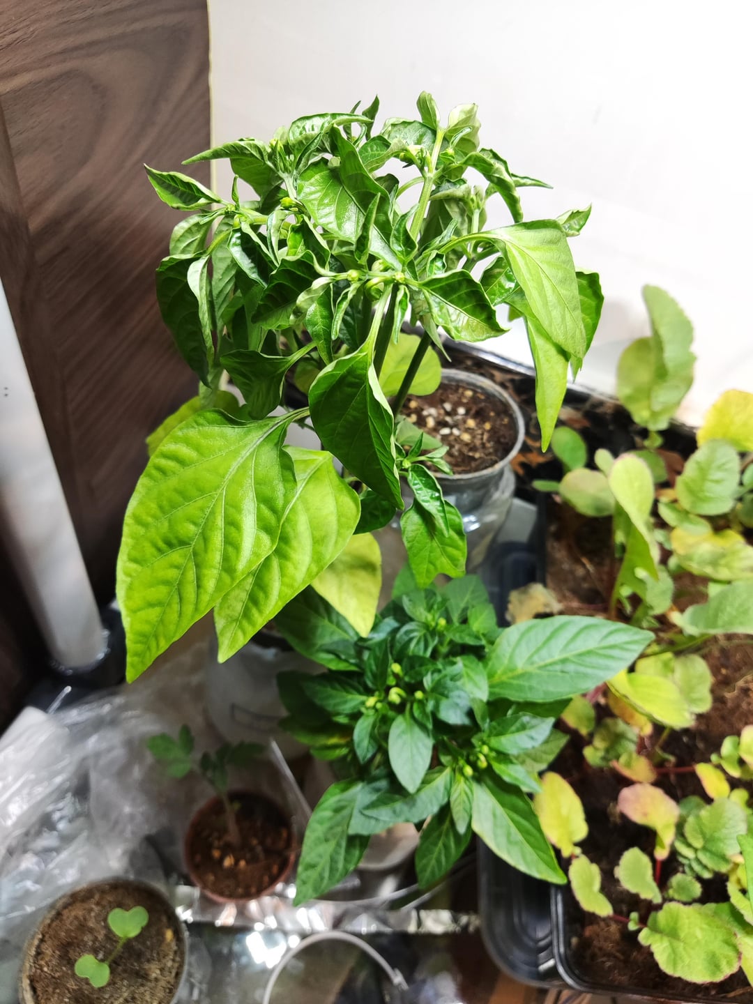 What is causing the leaf roll? - Chili Chili