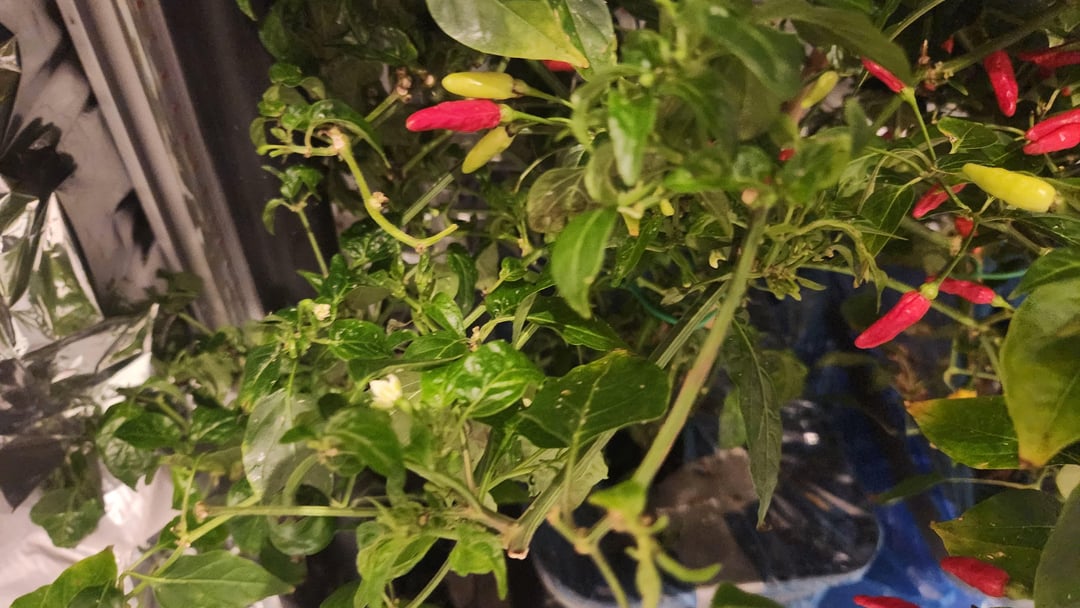 Losing the aphid battle - Chili Chili