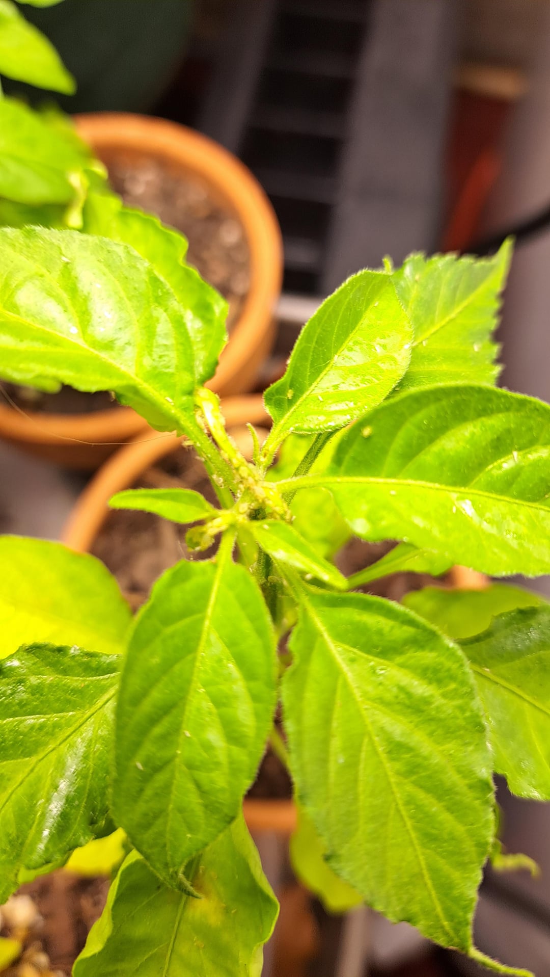 How do I get rid of aphids - Chili Chili