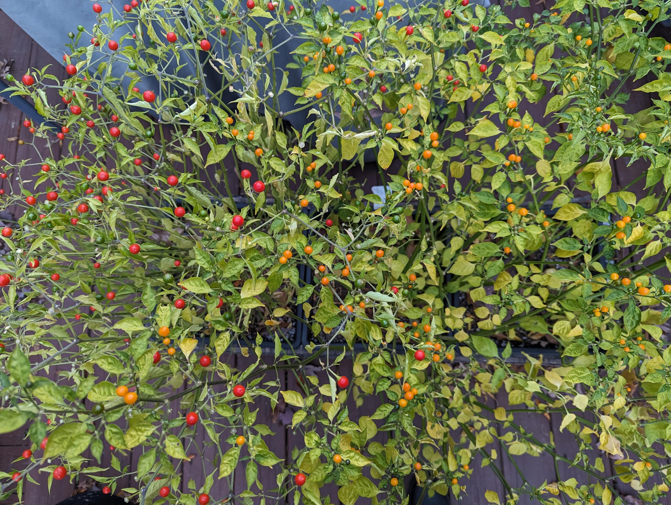 Interesting to see how different plants deal with the cold. - Chili Chili