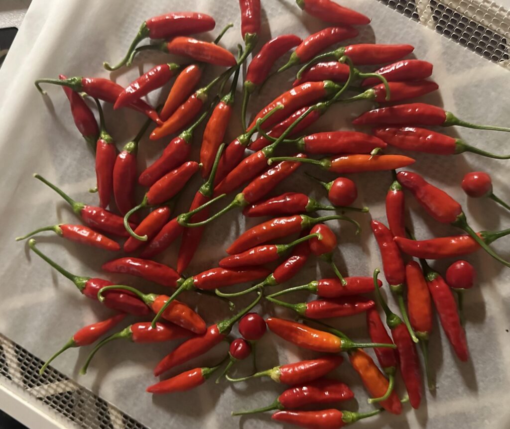 How to make silgochu (chili threads) - Chili Chili