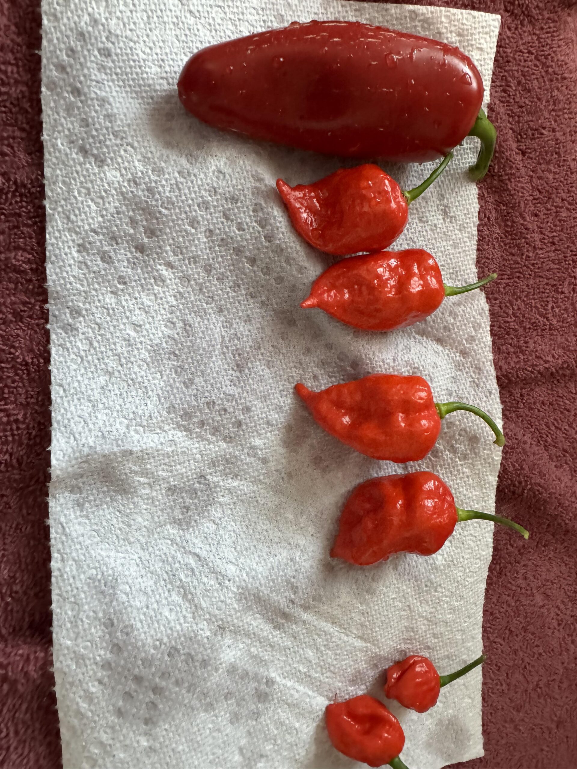 The smallest are actually the hottest - Chili Chili